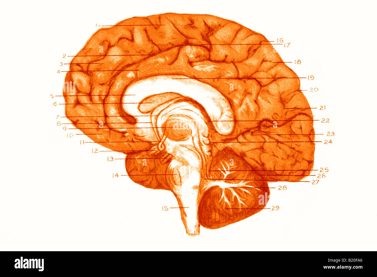 Right cerebral hemisphere hi-res stock photography and images - Alamy