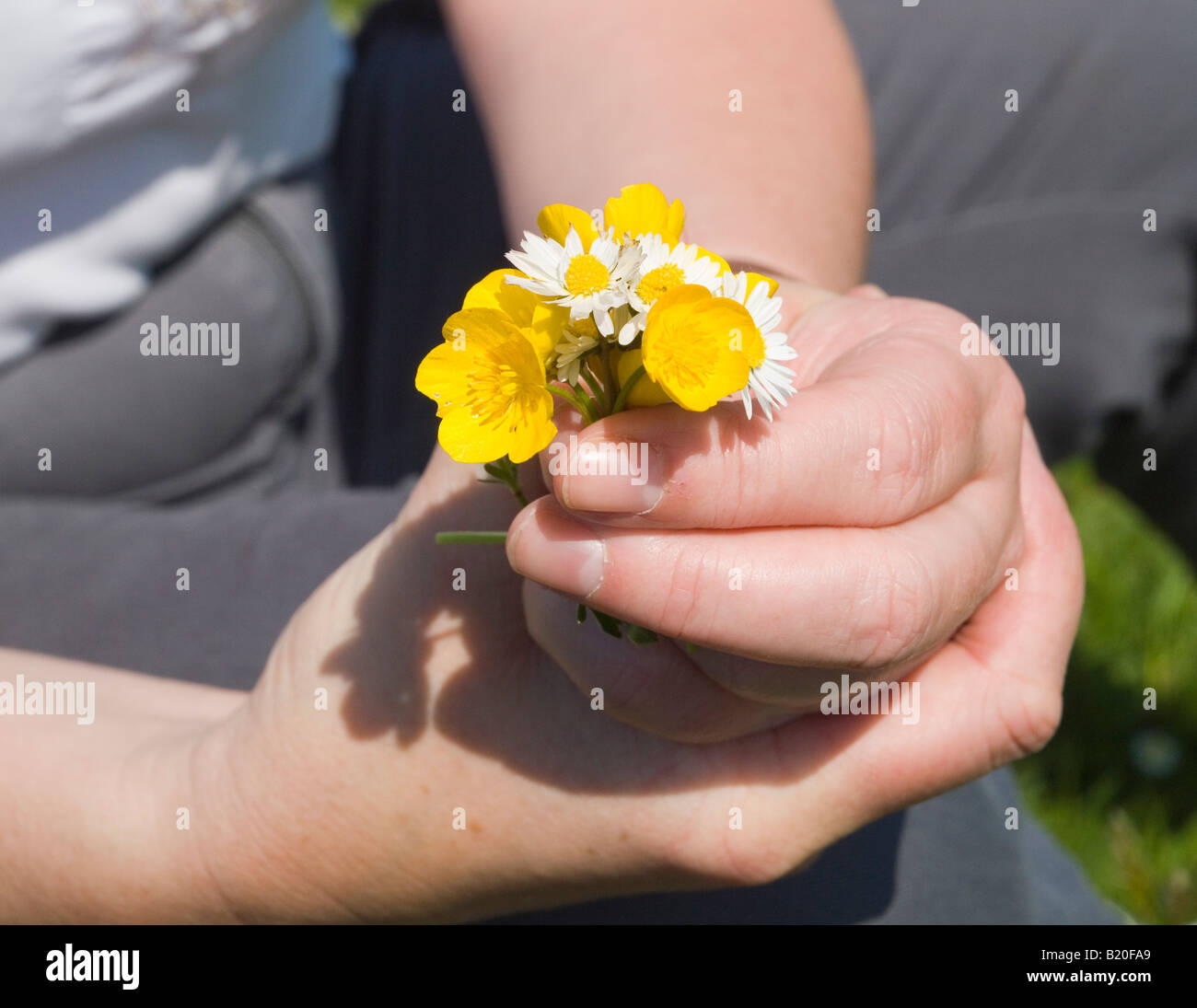 A person holding a spring posie of buttercups and daisies Stock Photo ...