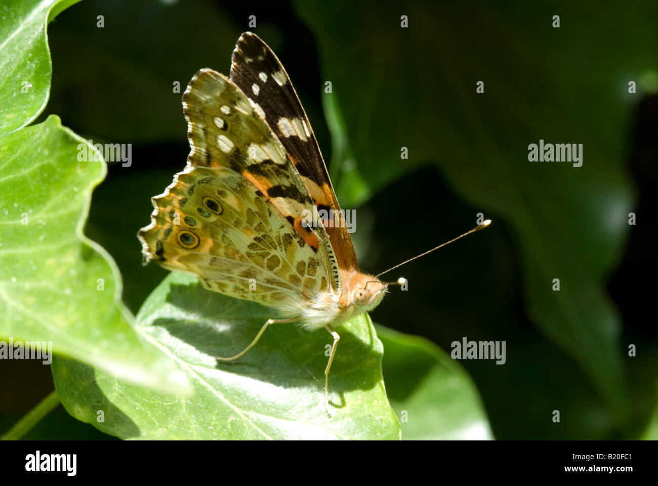 Painted lady, Cynthia cardui, At rest on Ivy, underside of wings ...