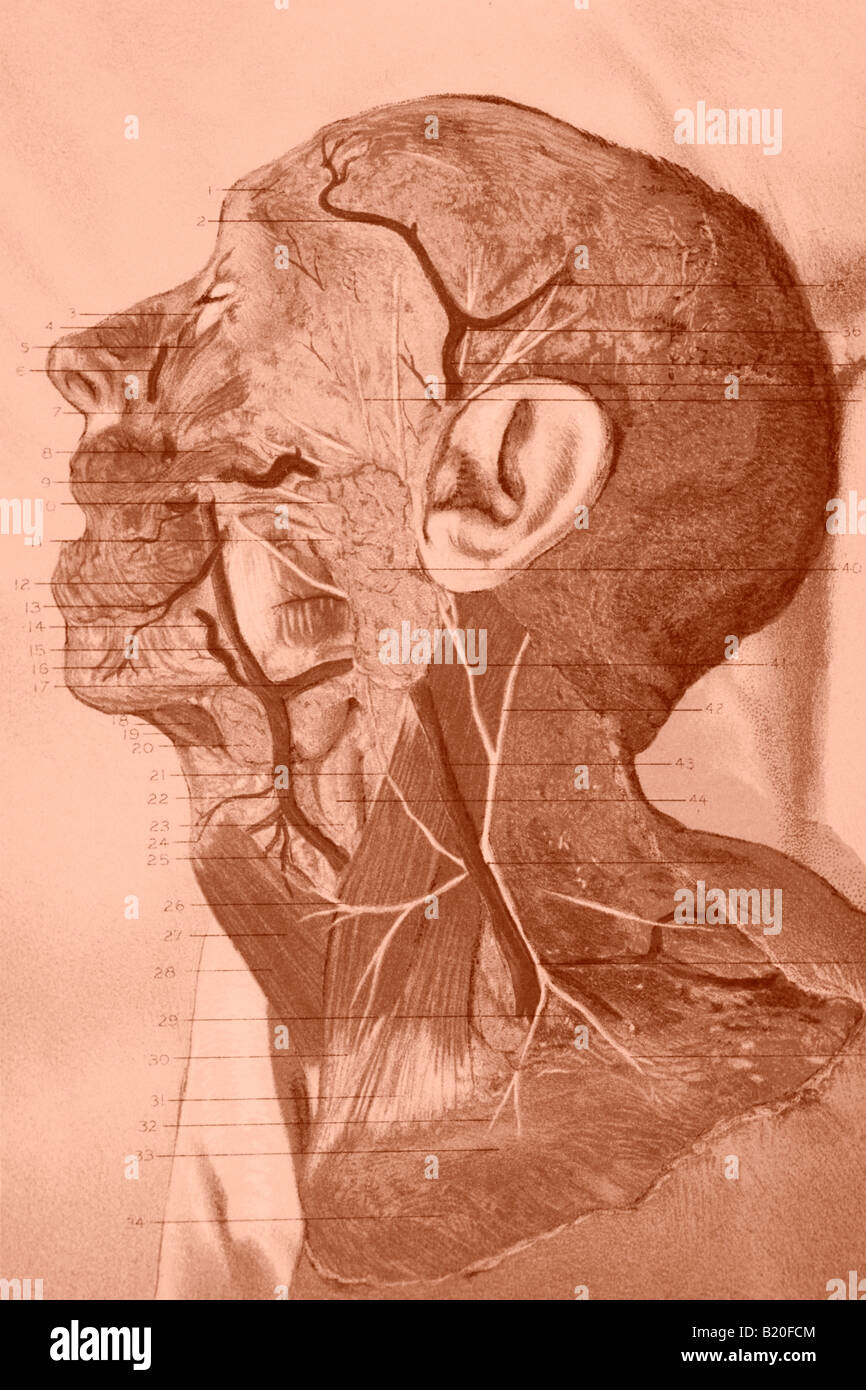 Illustration dissection head superficial vessels hi-res stock ...