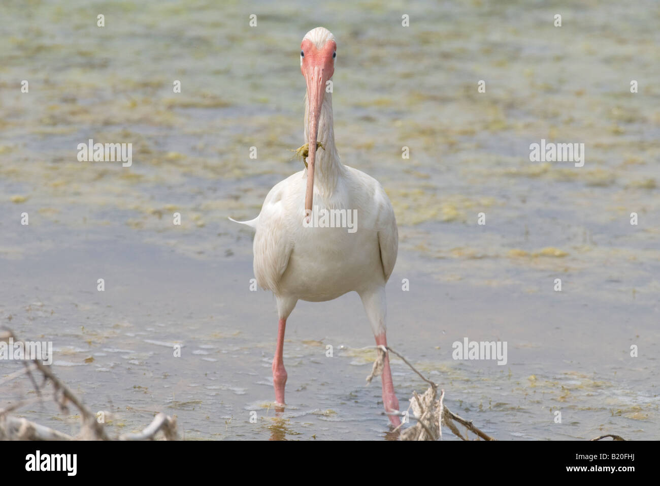 White Ibis eating a crab Stock Photo - Alamy
