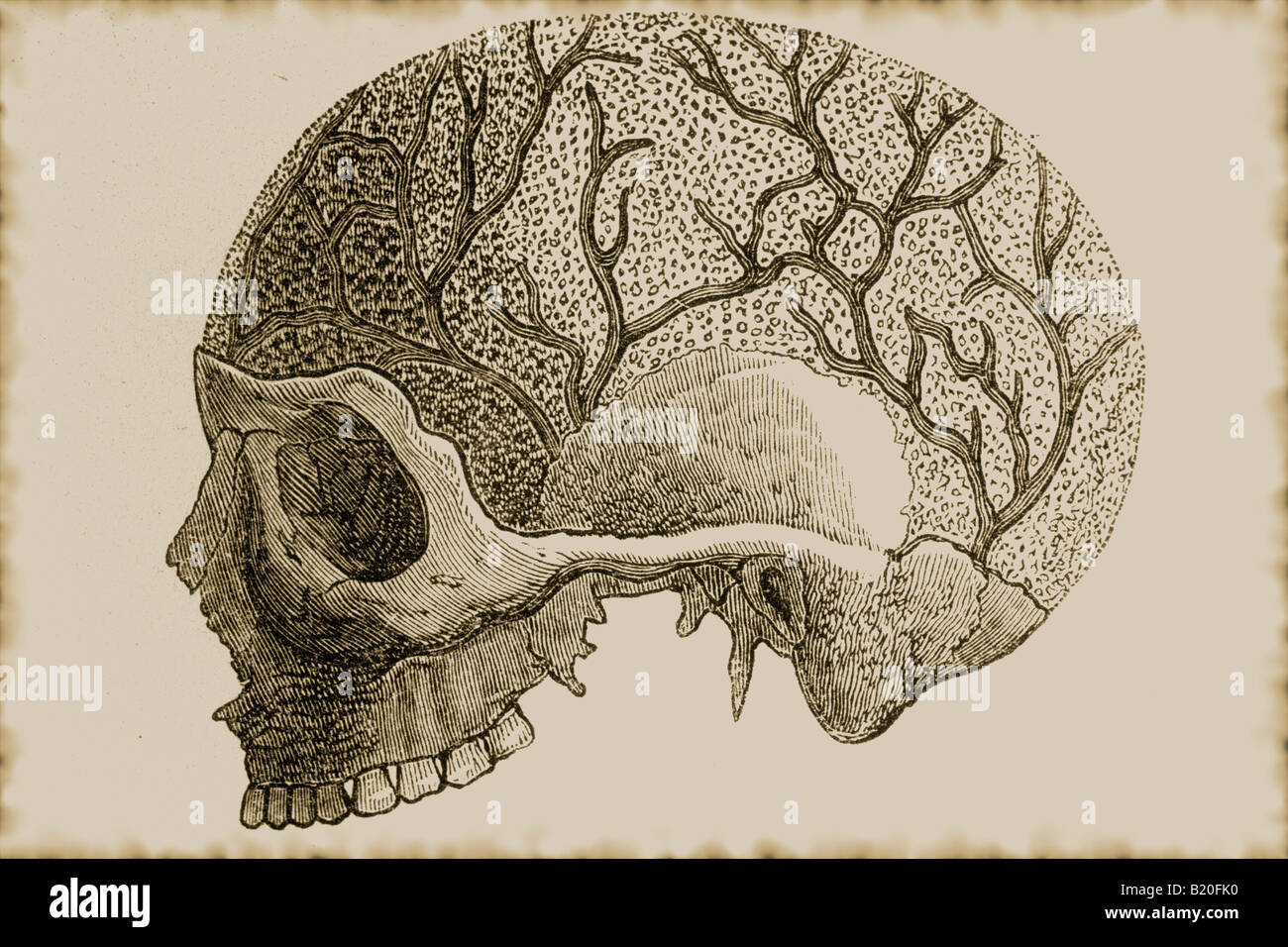 Medical illustration showing anatomy hi-res stock photography and ...