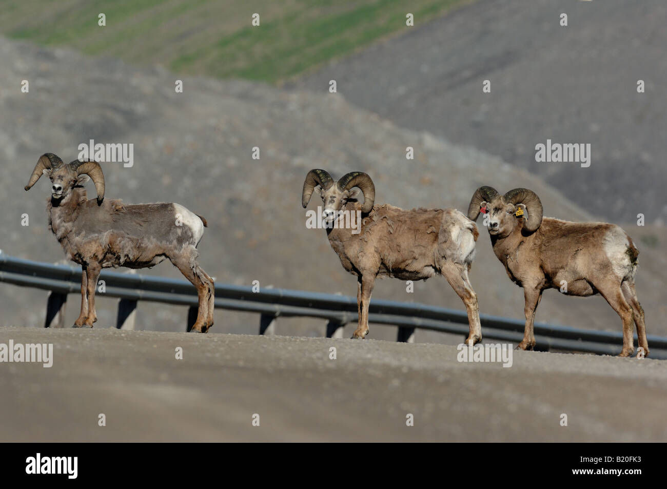 Three Bighorn Sheep Stock Photo - Alamy
