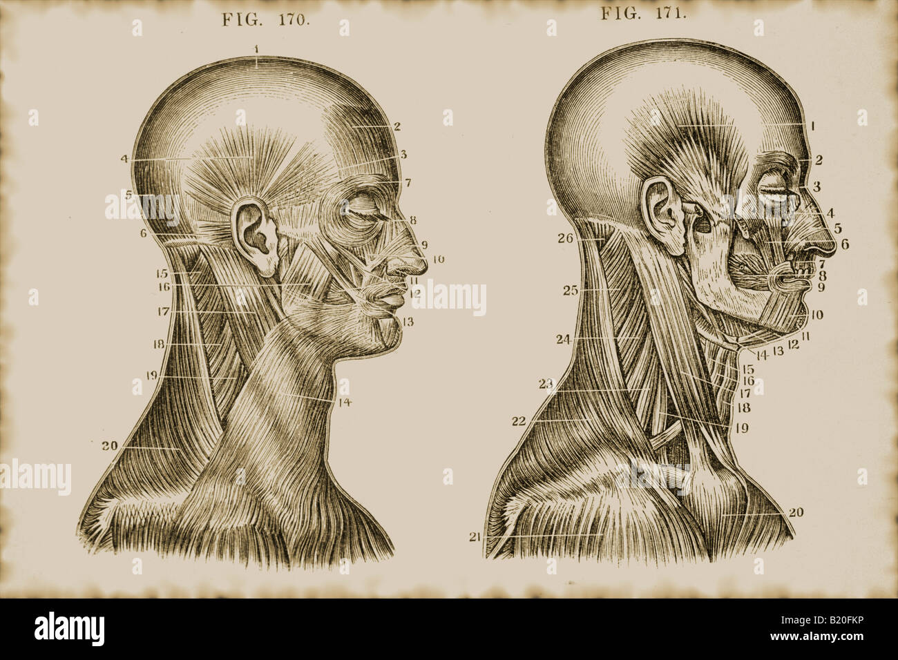 Head and neck muscles hi-res stock photography and images - Alamy