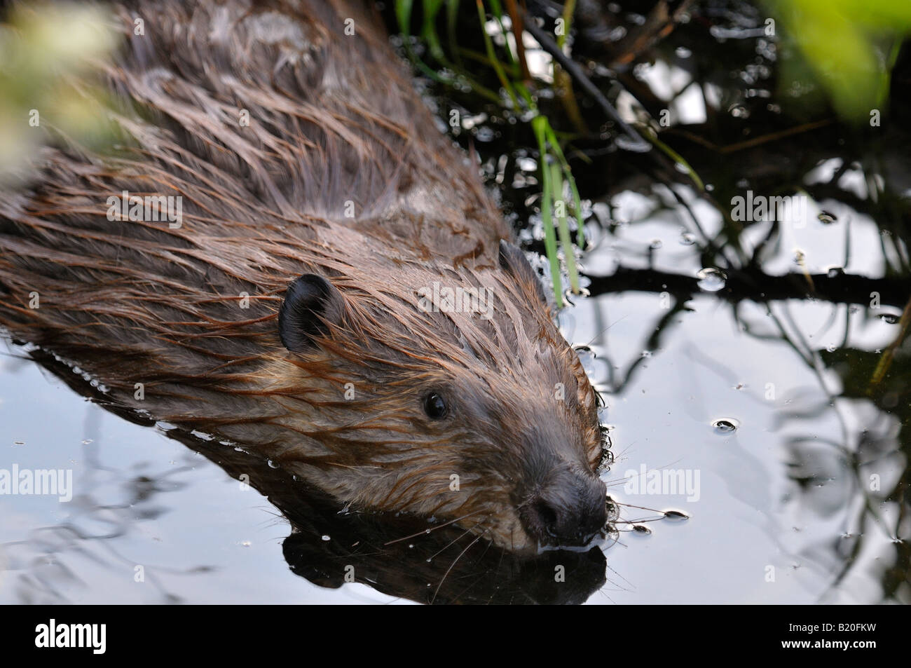 Canadian Beaver 51 Stock Photo - Alamy