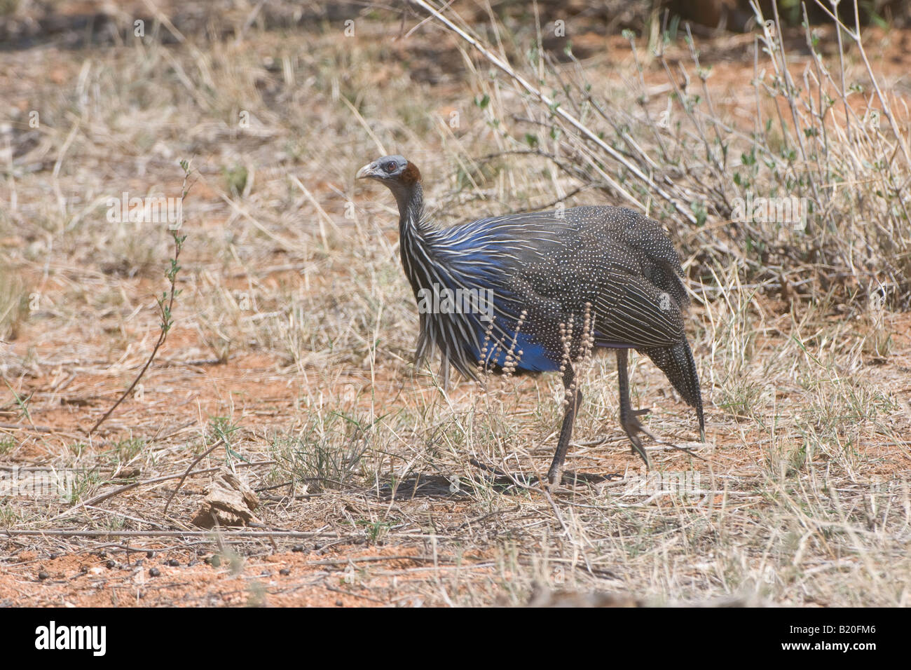 Vulturine Guineafowl High Resolution Stock Photography and Images - Alamy