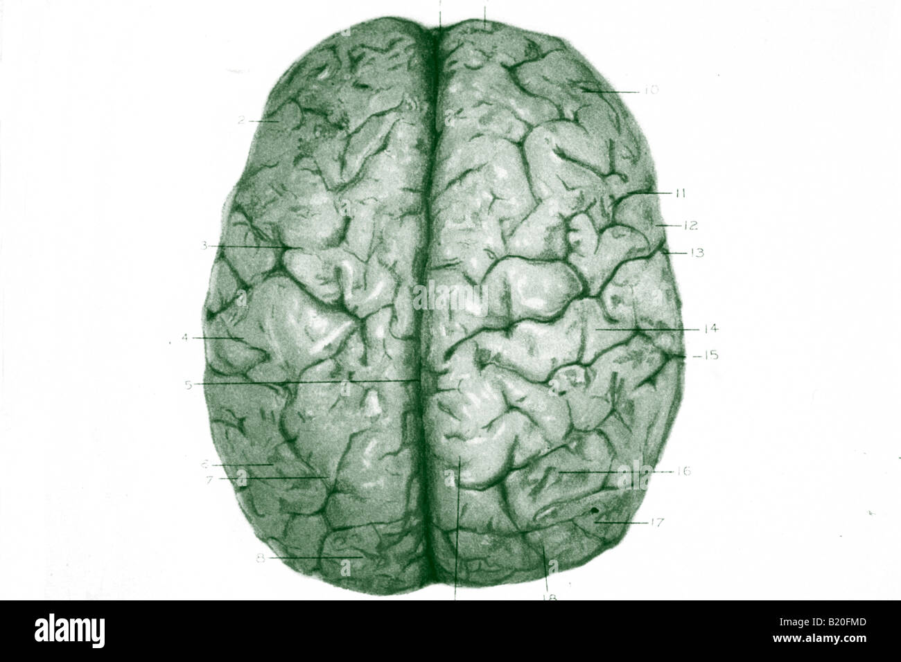 Brain surface anatomy hi-res stock photography and images - Alamy