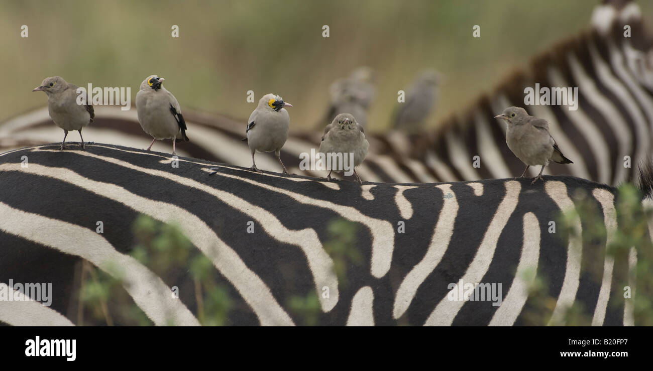 Oxpecker Zebra High Resolution Stock Photography and Images - Alamy