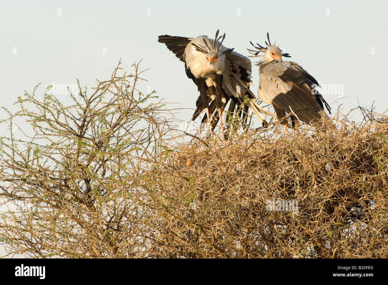Secretary bird nest hi-res stock photography and images - Alamy