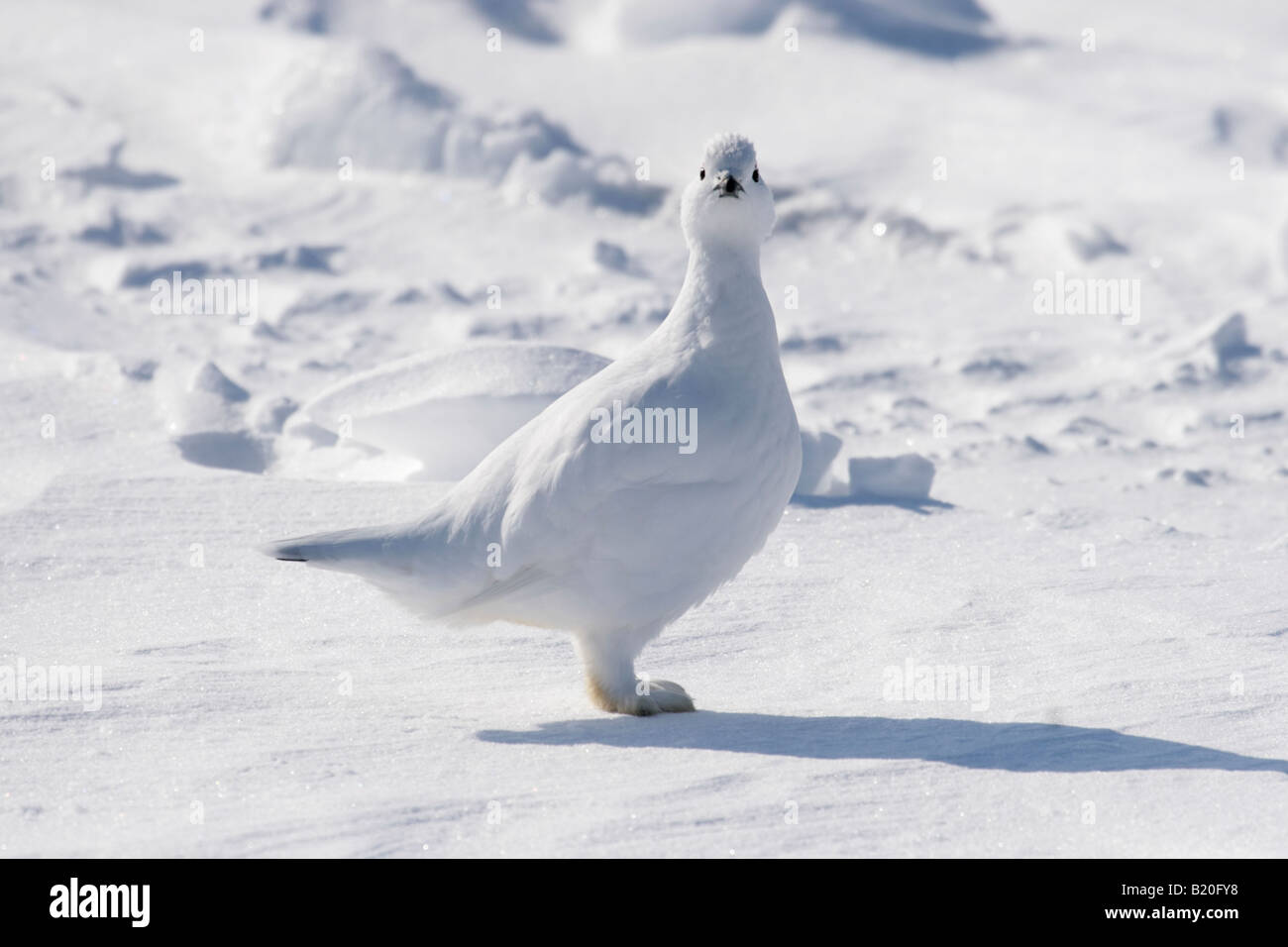 Arctic Ptarmigan