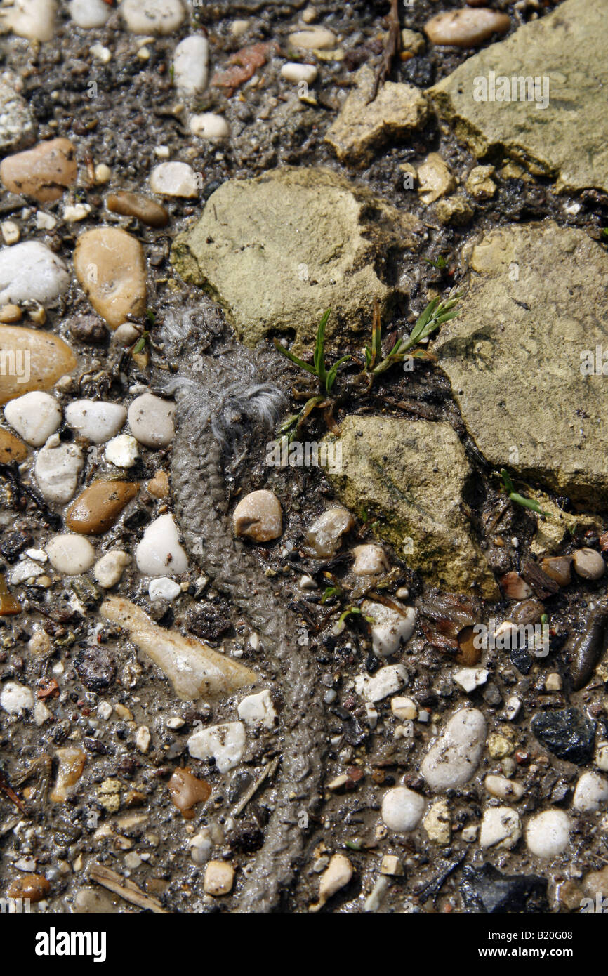 detail of dirty rope stuck in mud soil Stock Photo - Alamy
