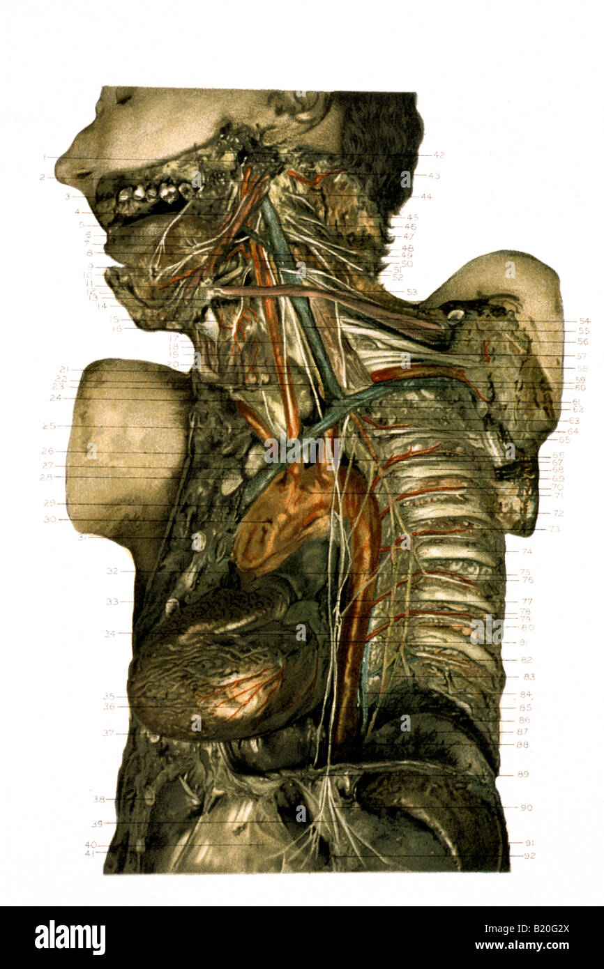 AND ITS RELATION TO PHRENIC AND SYMPATHETIC NERVES ILLUSTRATION ...