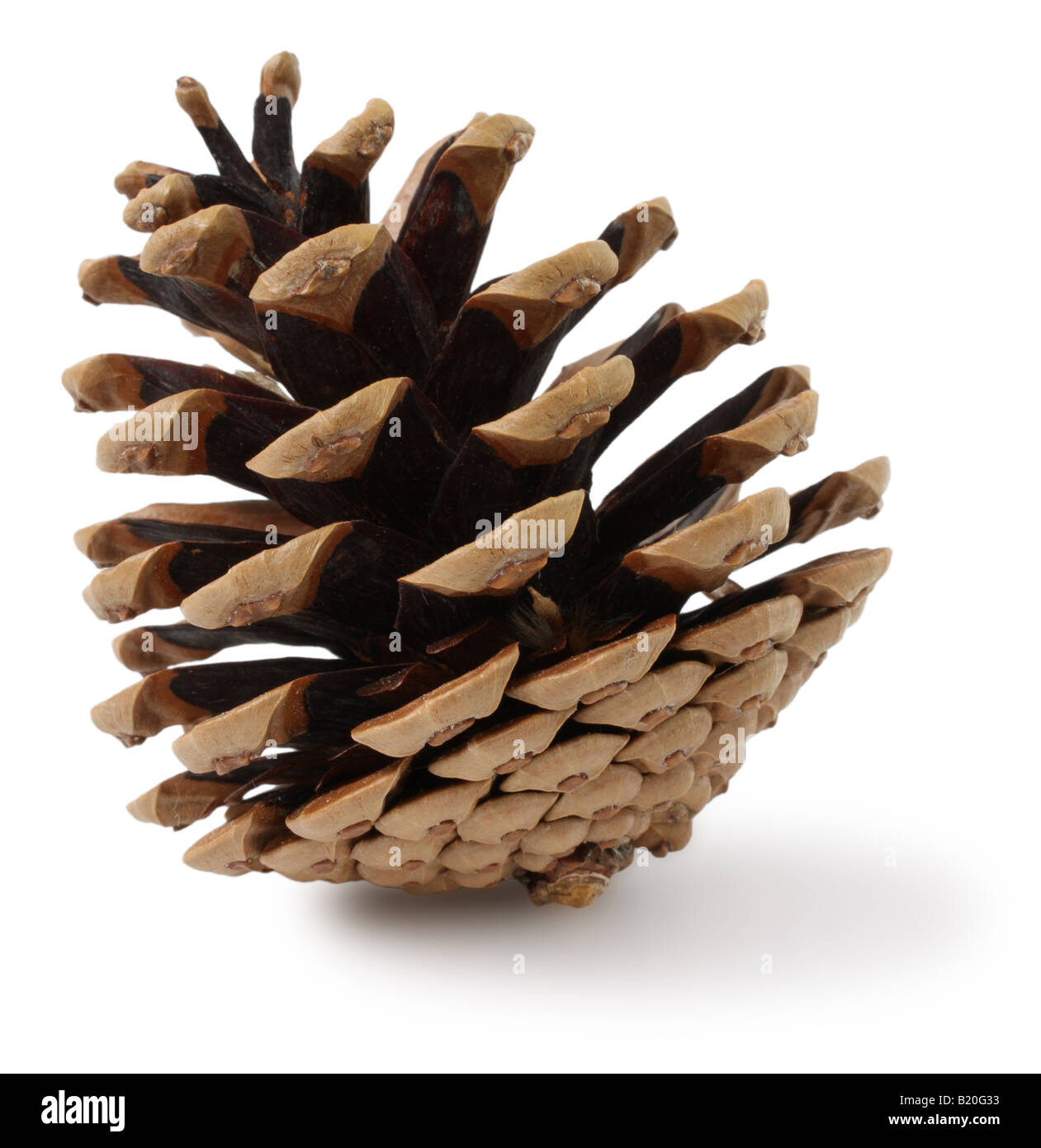 Cone of crimean pine Stock Photo - Alamy