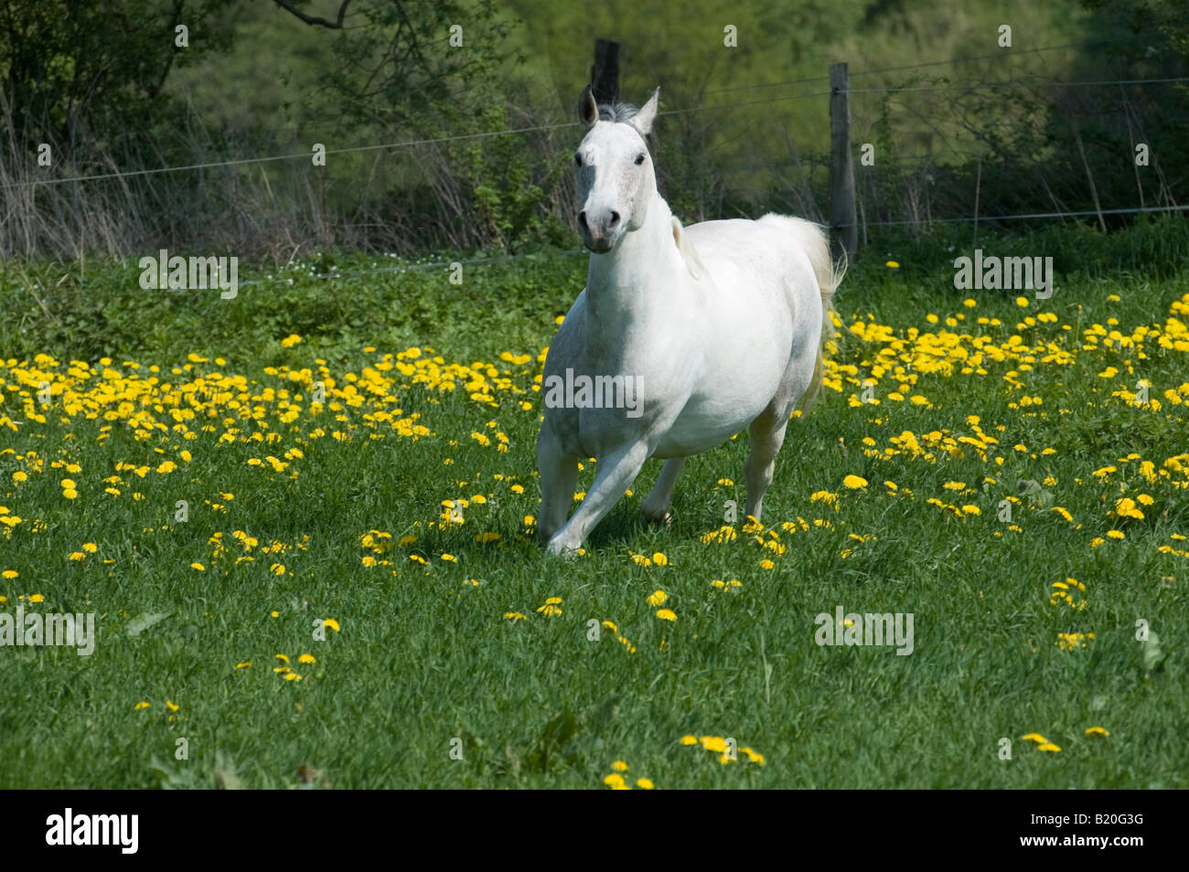 Highspeed galloping horse Stock Photo - Alamy