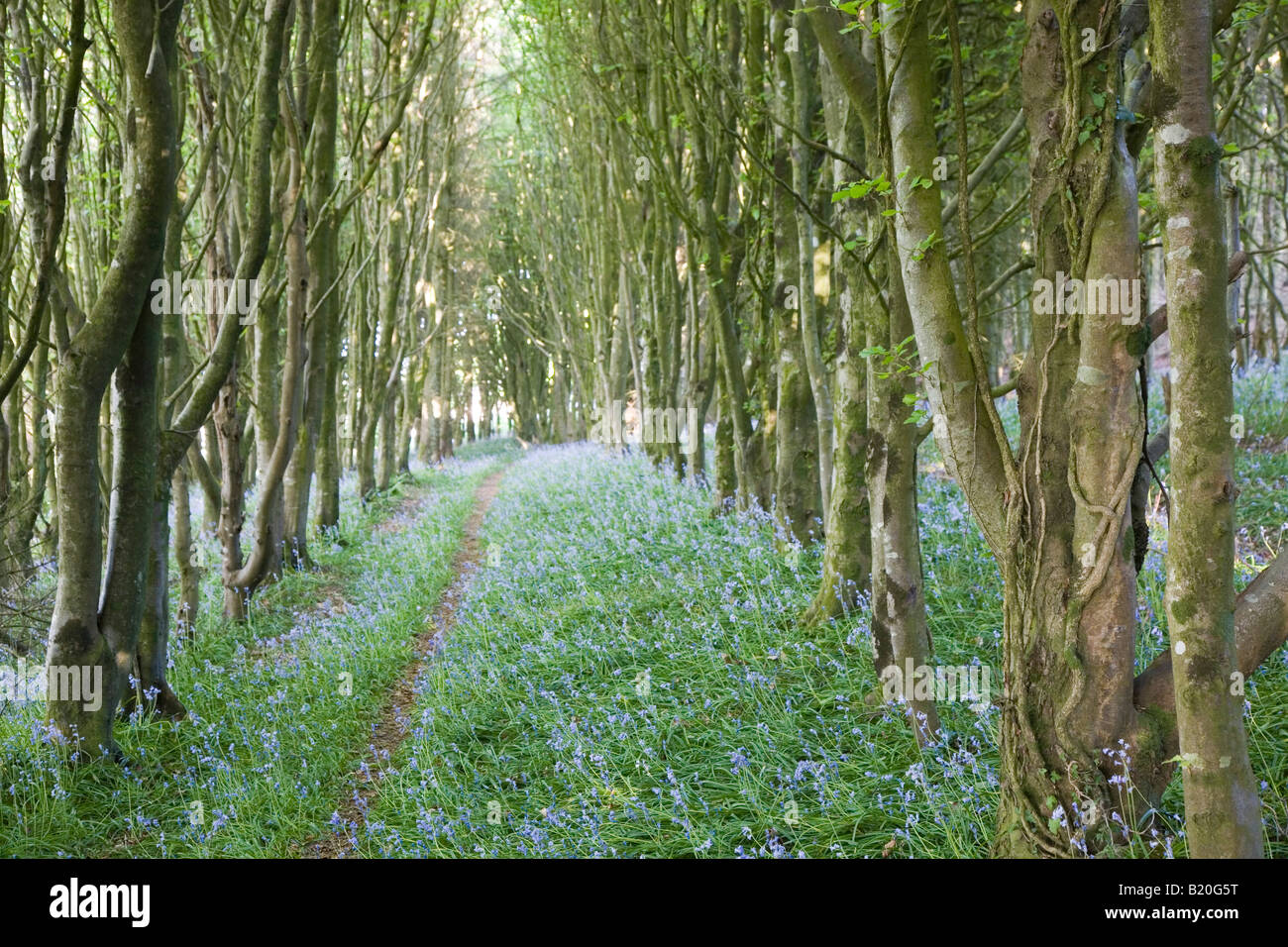 Walk with the blue bells hi-res stock photography and images - Alamy