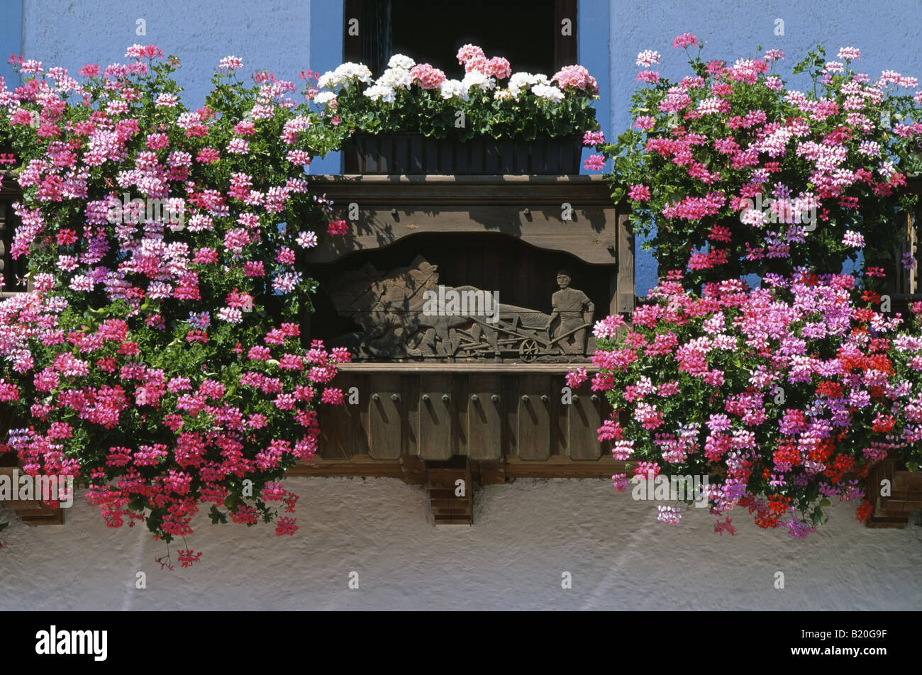 Geraniums in Flower box in window Bavaria Germany Stock Photo - Alamy