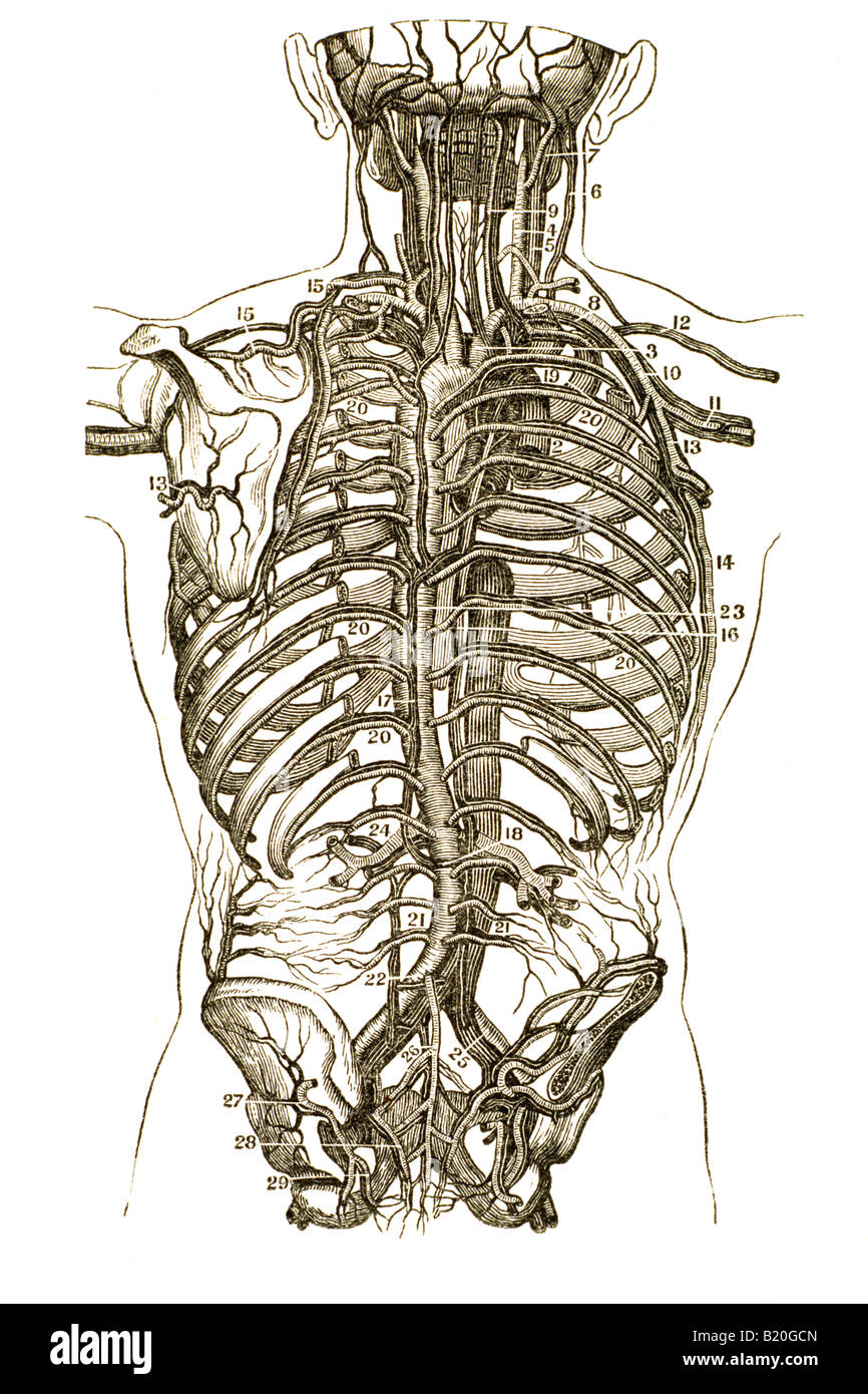Posterior Back View Stock Photos & Posterior Back View Stock Images - Alamy