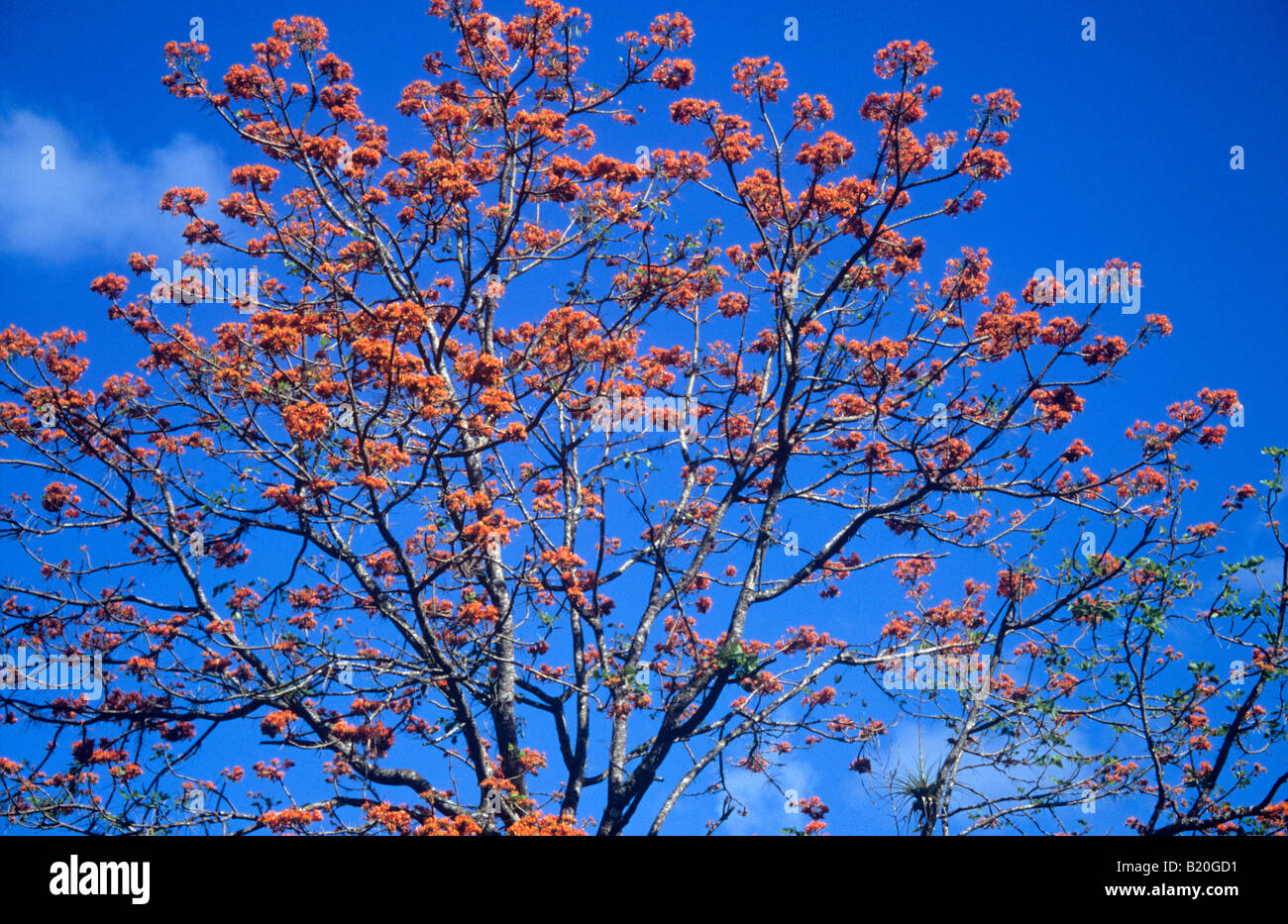 Orange blossom on native tree in Tobago Stock Photo - Alamy