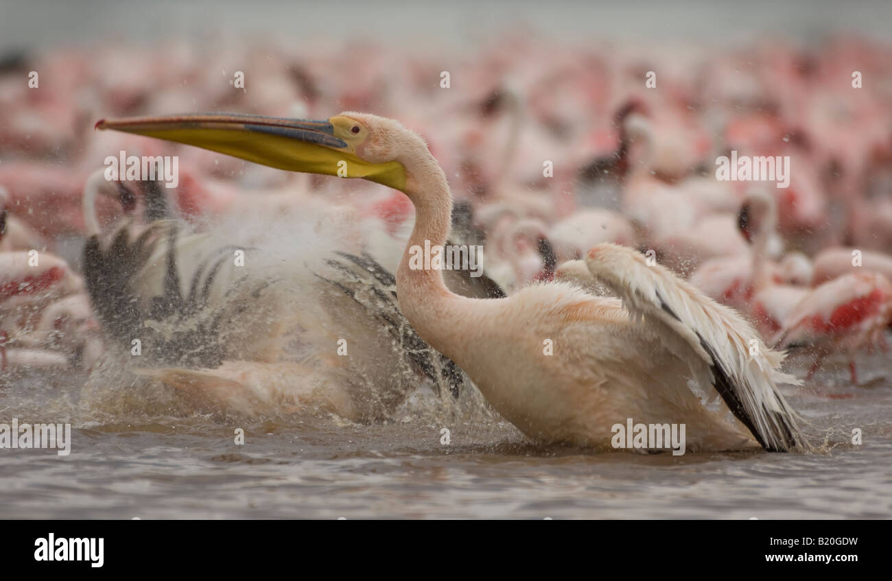 Great White Pelican, Kenya, Africa Stock Photo - Alamy