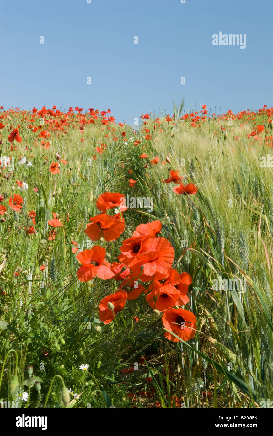 June uk field hi-res stock photography and images - Alamy