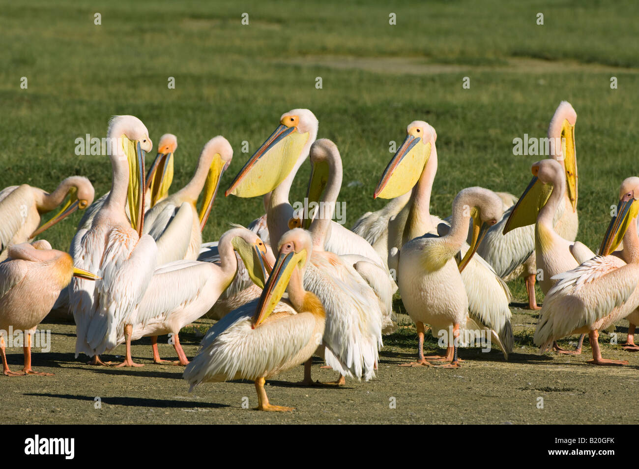 Great White Pelican, Kenya, Africa Stock Photo - Alamy