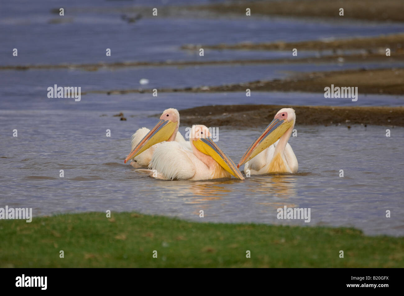 Great White Pelican, Kenya, Africa Stock Photo - Alamy