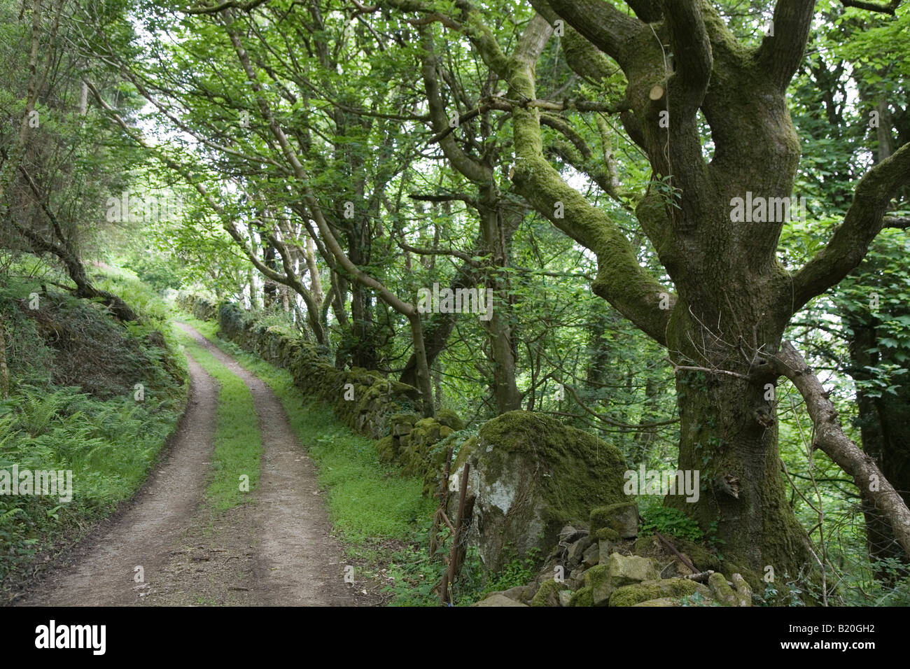 Road with trees in Wales Stock Photo - Alamy