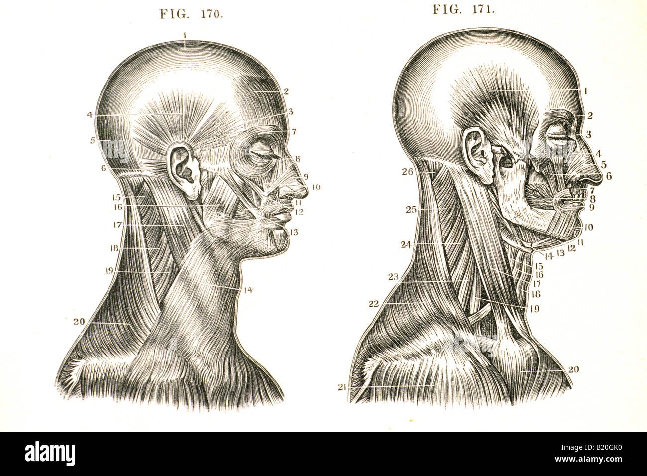 ILLUSTRATION MUSCLES OF THE HEAD AND NECK Stock Photo - Alamy