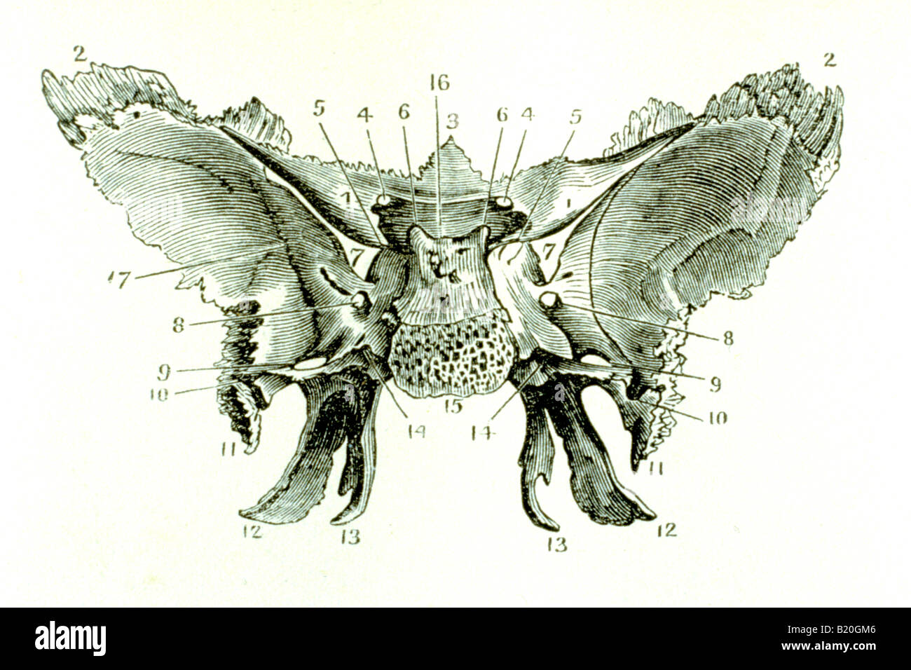Sphenoid bone hi-res stock photography and images - Alamy