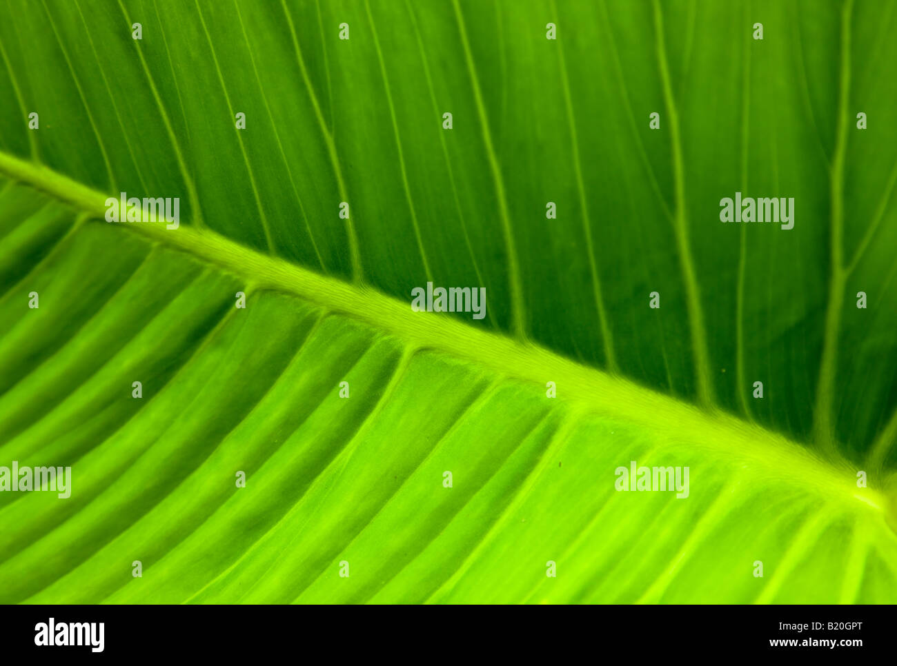 Sabah Malaysia Borneo Kinabalu National Park Close up view of a leaf of ...