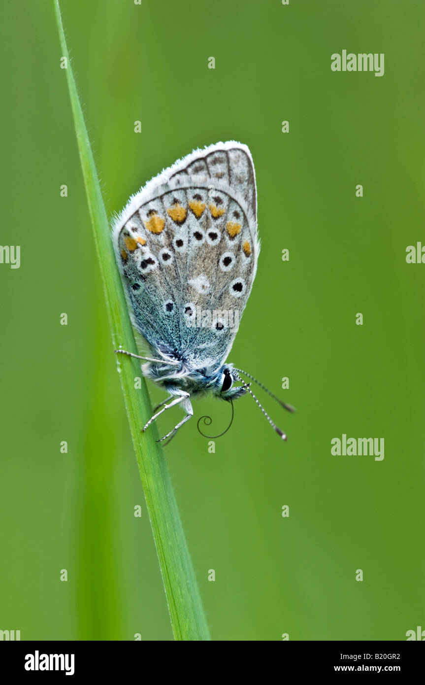 Uk common butterfly hi-res stock photography and images - Alamy