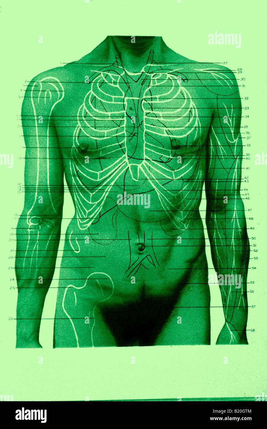 ILLUSTRATION TORSO WITH OVERLAY OF RIBS AND HEART Stock Photo - Alamy