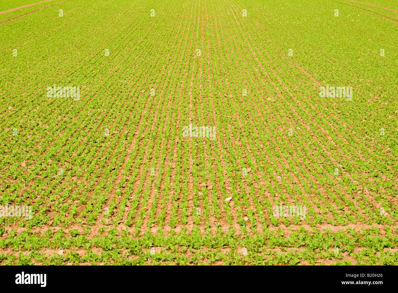 Crops grow in agricultural field hi-res stock photography and images ...