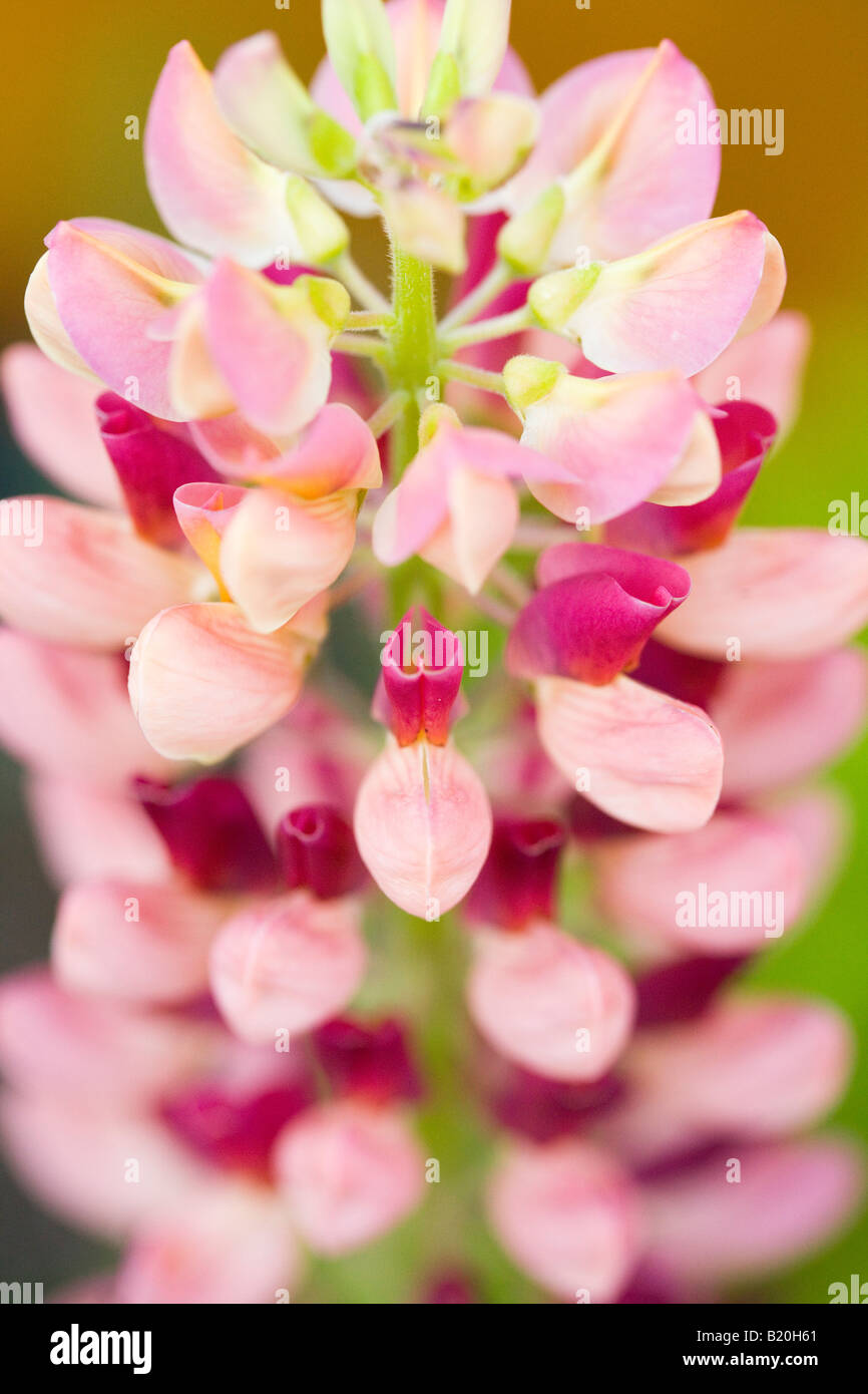 Pink Lupin lunpinus closeup Stock Photo - Alamy
