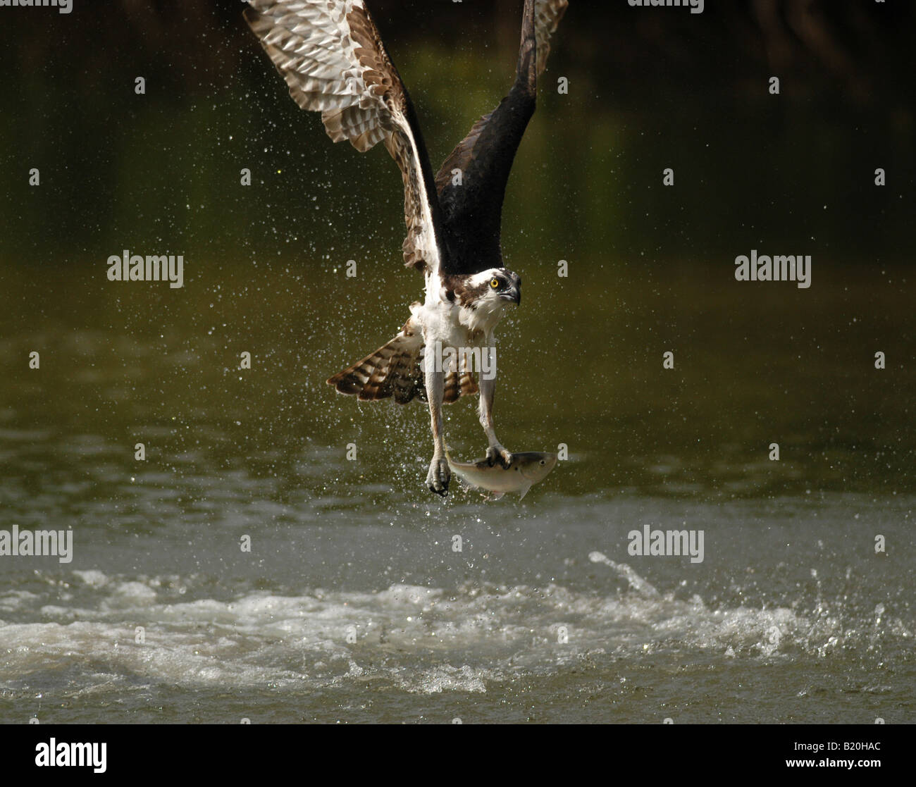 Fishing osprey hi-res stock photography and images - Alamy