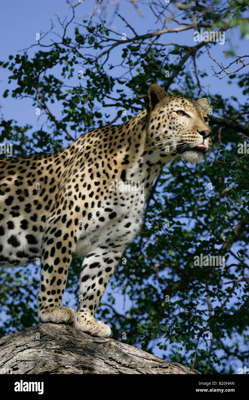 African Leopard in tree, kruger, south africa Stock Photo - Alamy