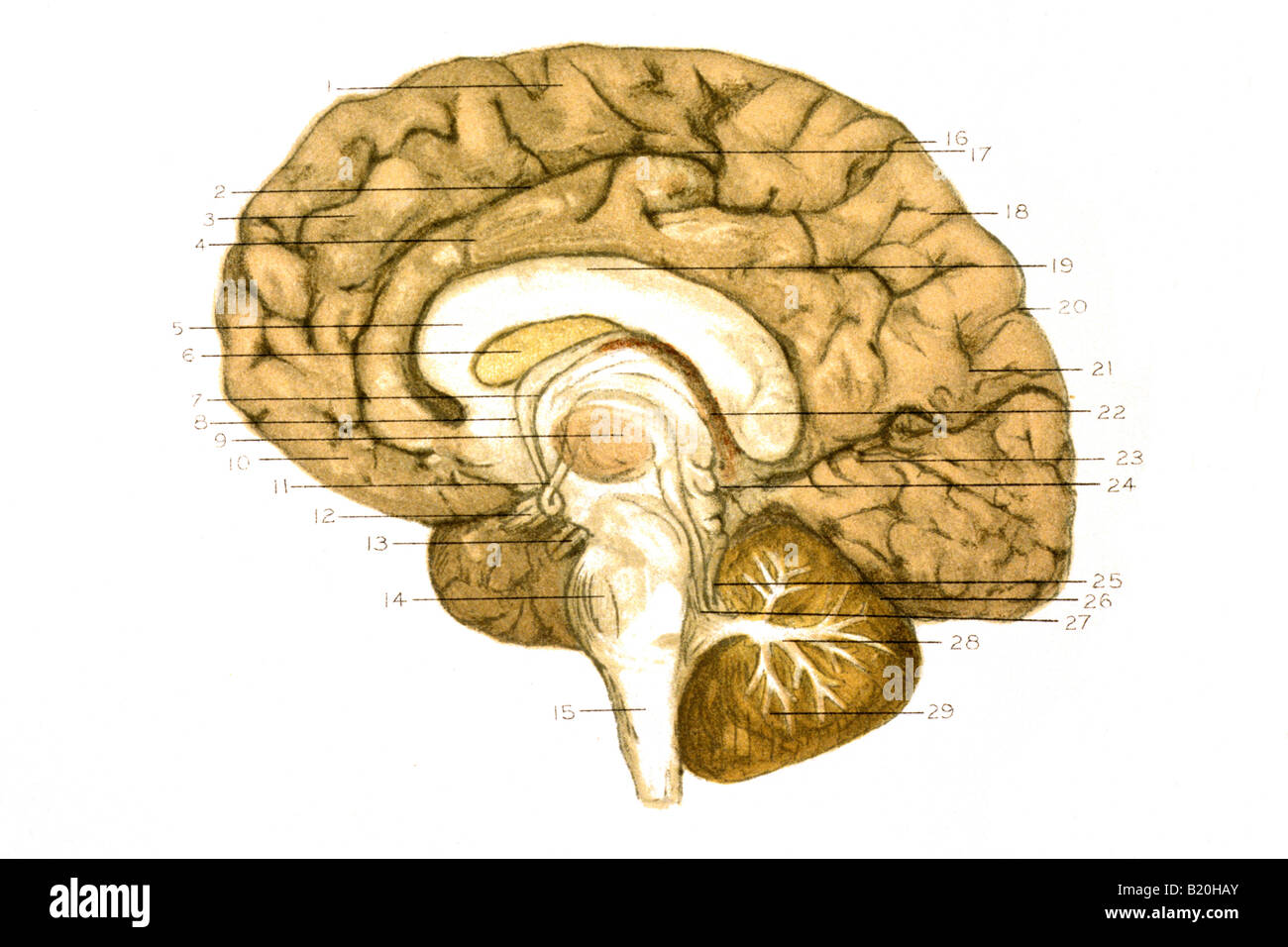 Anatomy brain cranial nerves hi-res stock photography and images - Alamy