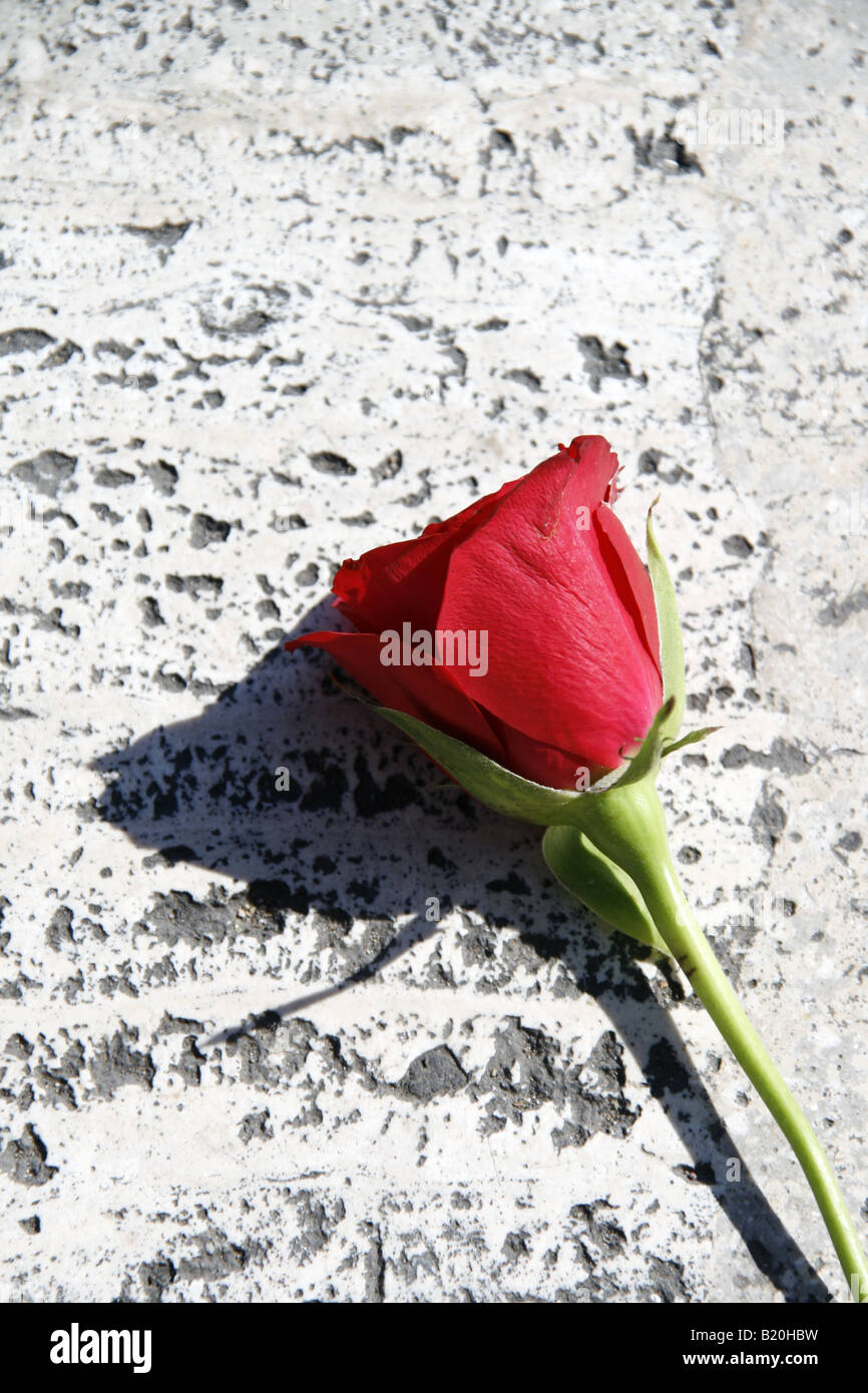one single red rose on floor in town Stock Photo - Alamy