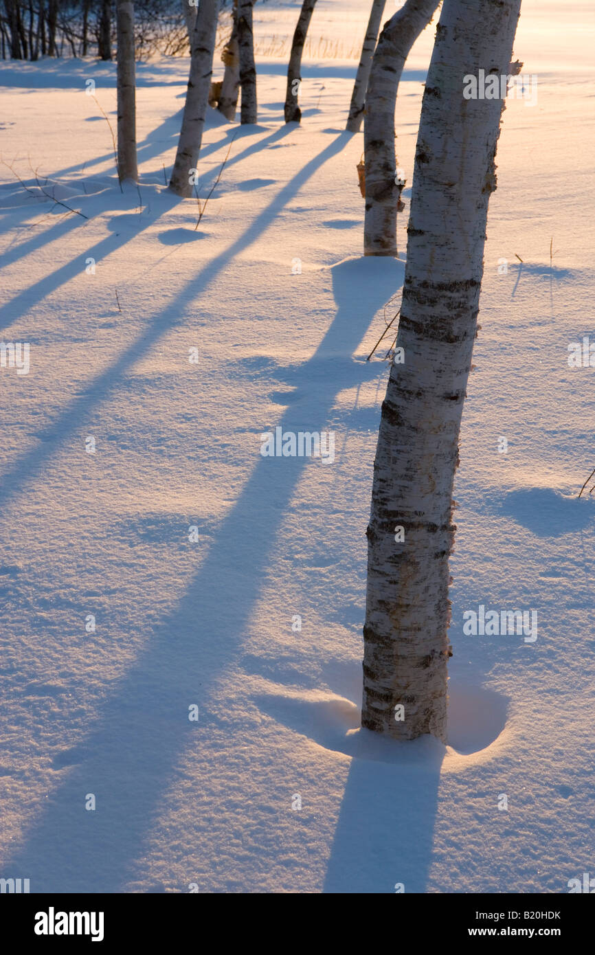 Birch trees at dawn in Quechee, Vermont Stock Photo - Alamy