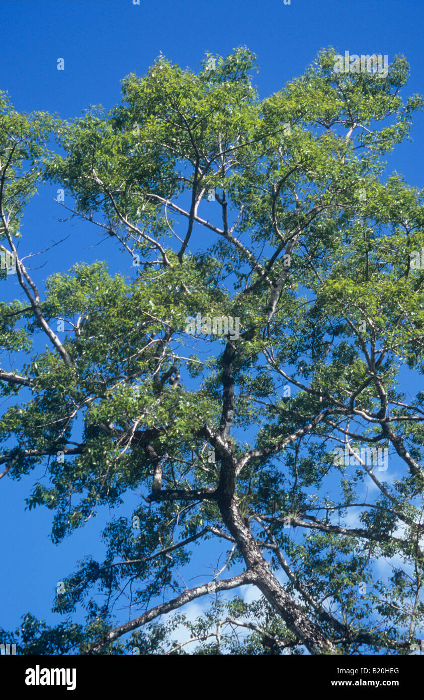 Native trees in Tobago Stock Photo - Alamy