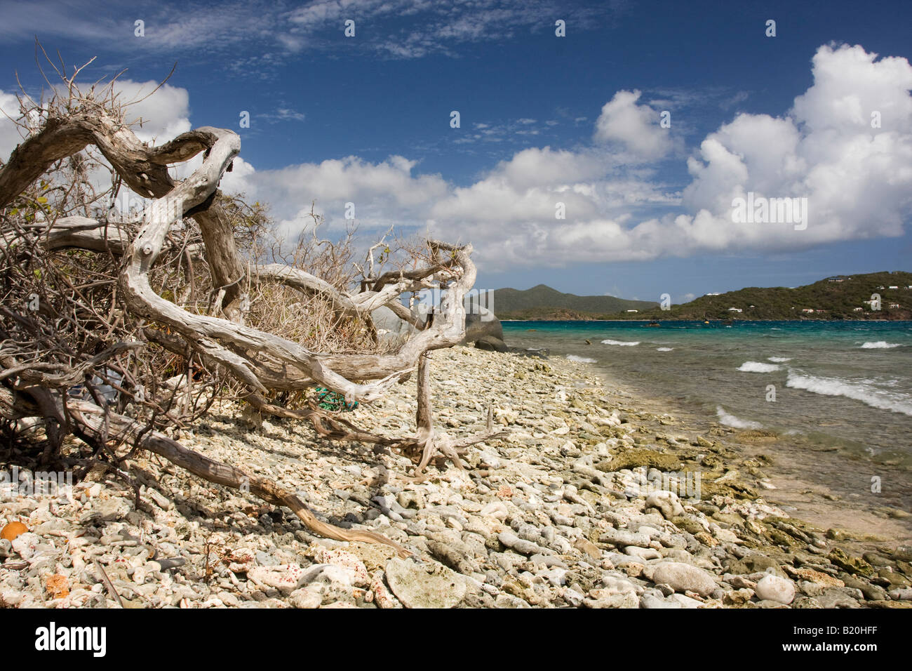 old bleached tree roots on tropical pebble beach Stock Photo - Alamy