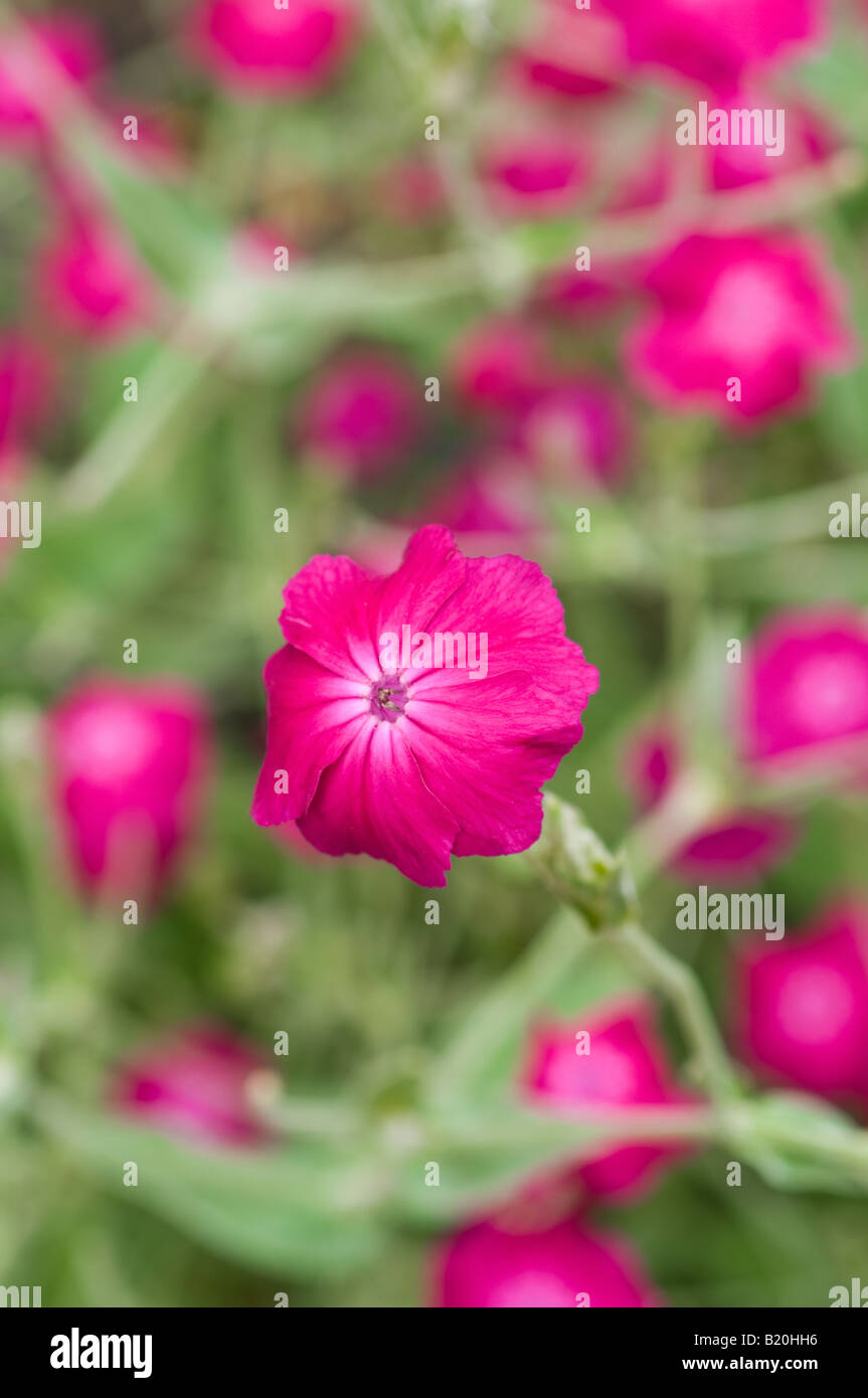 Rose campion Lychnis coronaria Stock Photo - Alamy
