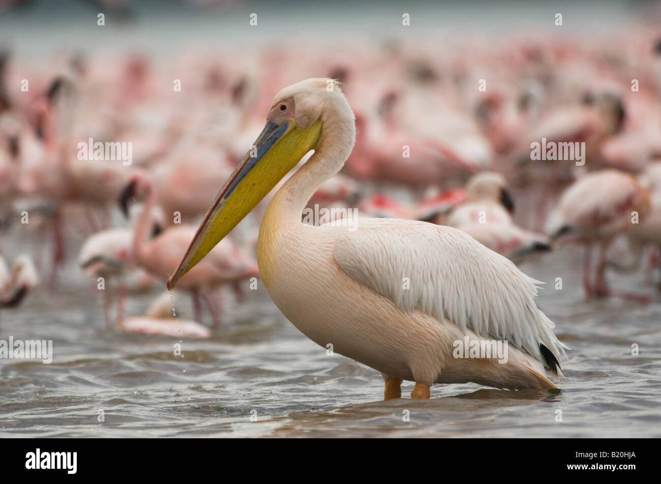 Great White Pelican, Kenya, Africa Stock Photo - Alamy