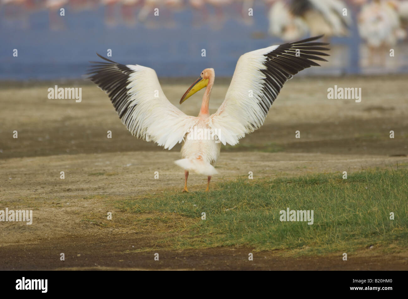 Great White Pelican, Kenya, Africa Stock Photo - Alamy