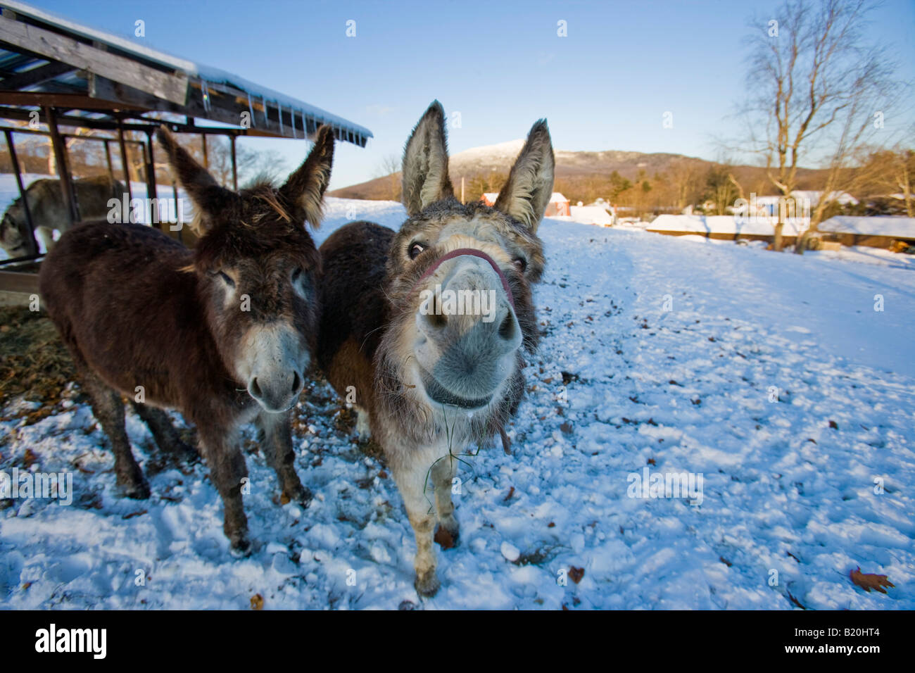 Donkey snow hi-res stock photography and images - Alamy