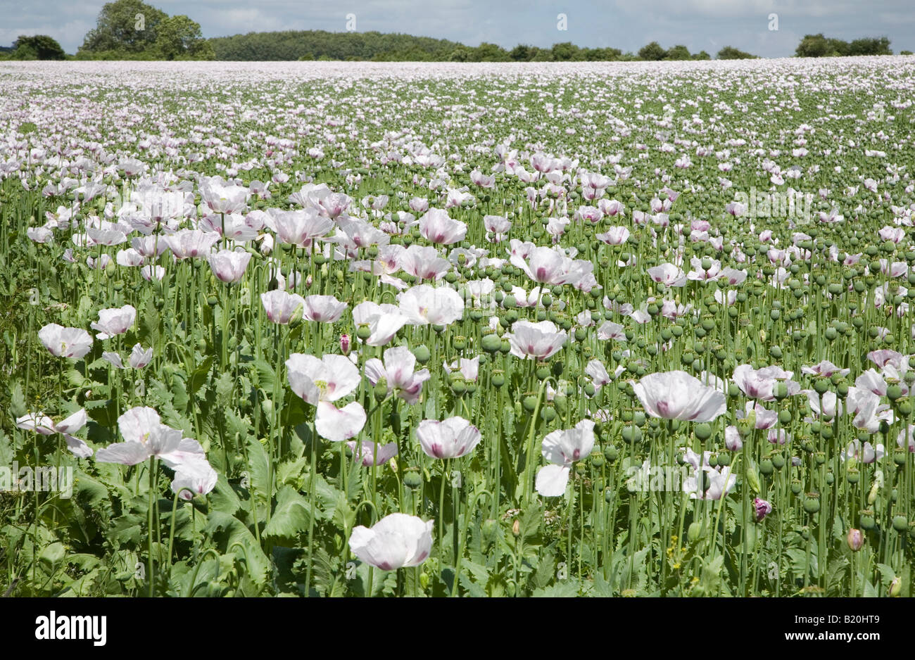 Opium poppies seedheads hi-res stock photography and images - Alamy