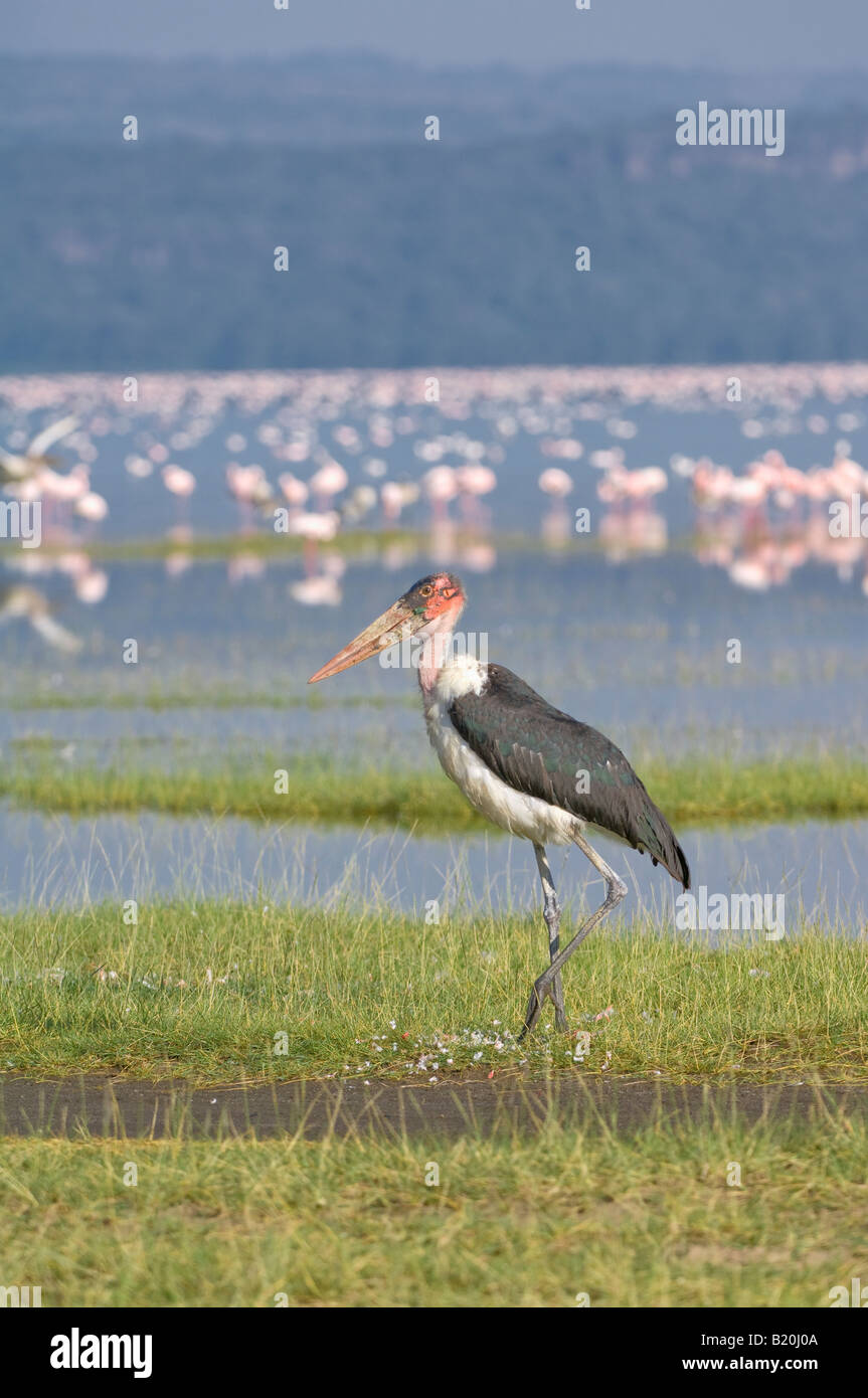 Marabou Stork, Kenya, Africa Stock Photo - Alamy