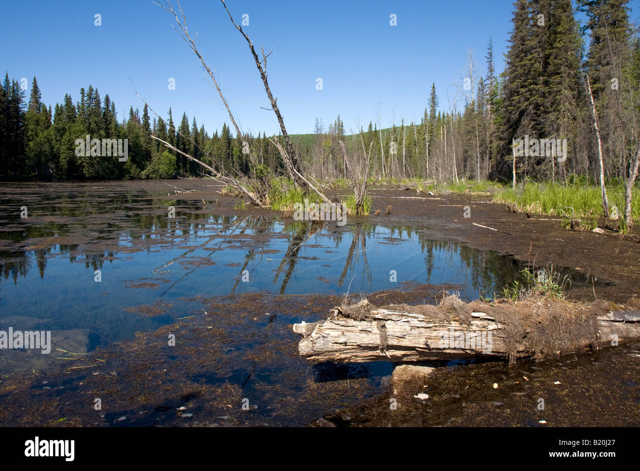 Swamp on the side of the road from fairbanks to Chena Hot Springs on ...