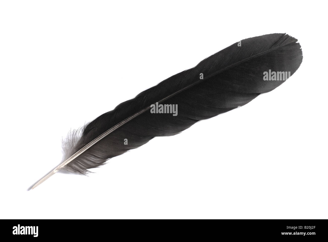 Black Feather High Resolution Stock Photography and Images - Alamy