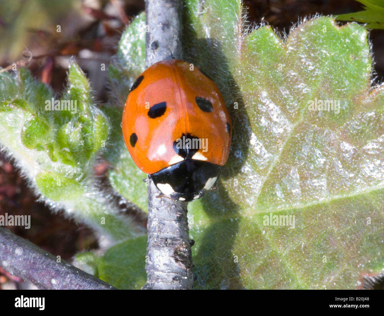Common seven-spot ladybird Stock Photo - Alamy